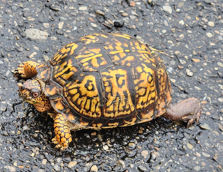 Eastern box turtle – Cave of Seilenos